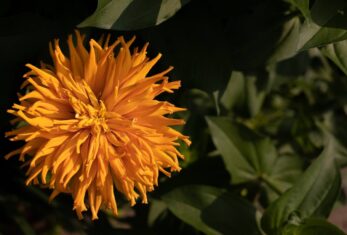 5 Important Facts About The Cactus Zinnia - Minneopa Orchards
