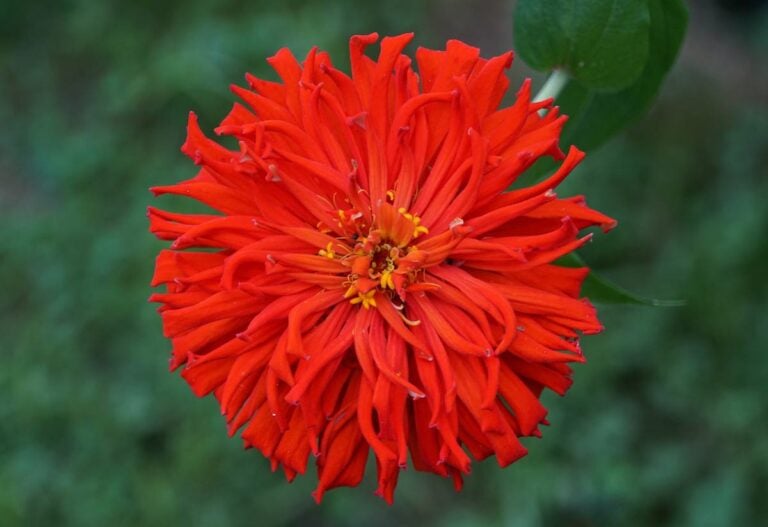 5 Important Facts About The Cactus Zinnia - Minneopa Orchards