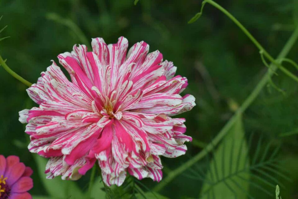 3 Important Facts About The Candy Cane Zinnia - Minneopa Orchards