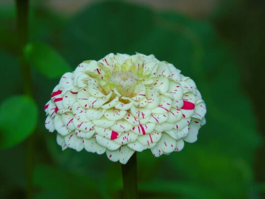 3 Important Facts About The Candy Cane Zinnia - Minneopa Orchards