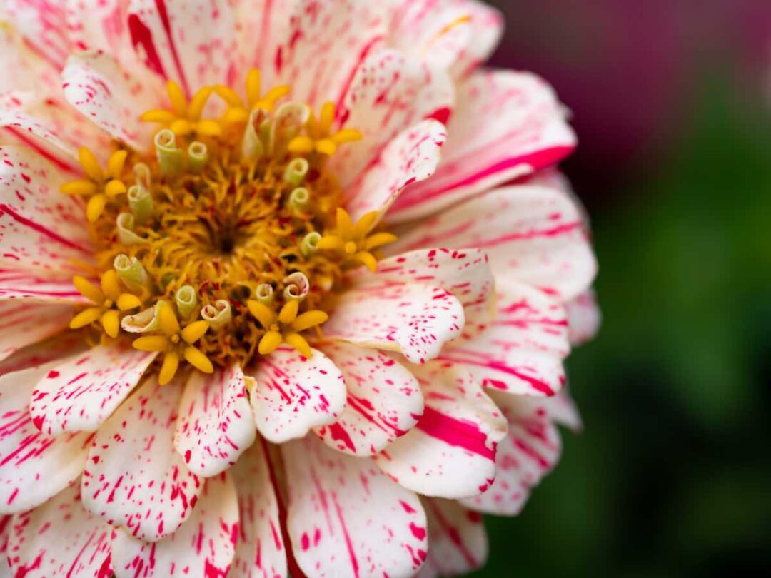 3 Important Facts About The Candy Cane Zinnia - Minneopa Orchards