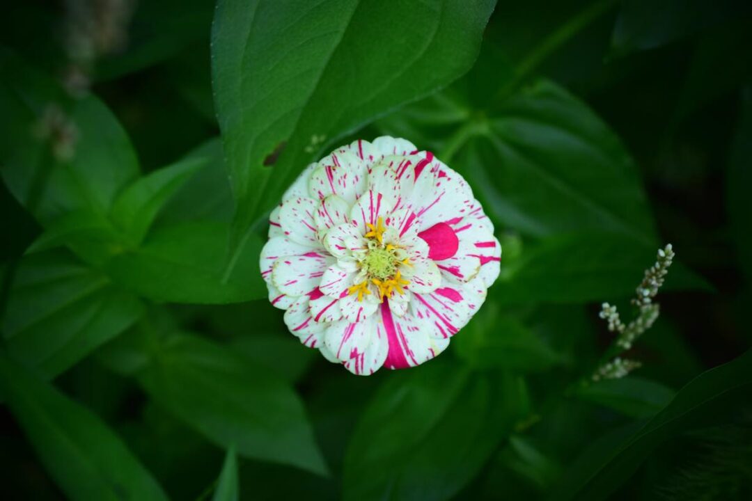 3 Important Facts About The Candy Cane Zinnia - Minneopa Orchards