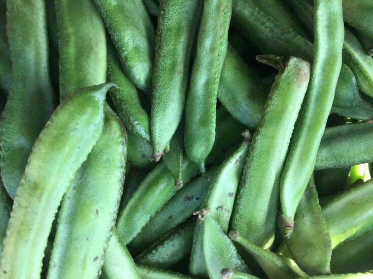 All About Sword Beans - Minneopa Orchards
