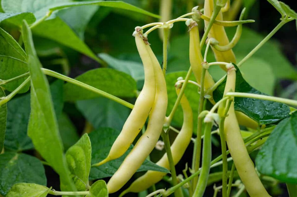 All About Yellow Wax Beans - Minneopa Orchards