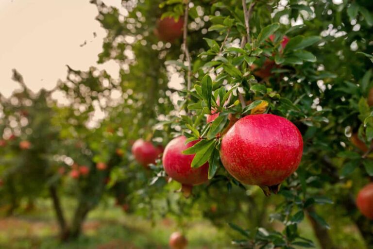 Growing Organic Fruit Trees: How to Optimize Health and Yield Without ...