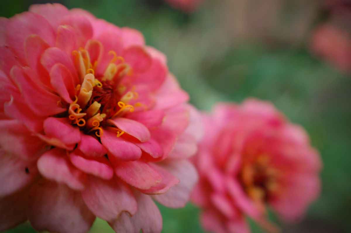 Dreamland Zinnias: Everything You Need to Know About These Incredible Flowers - Minneopa Orchards