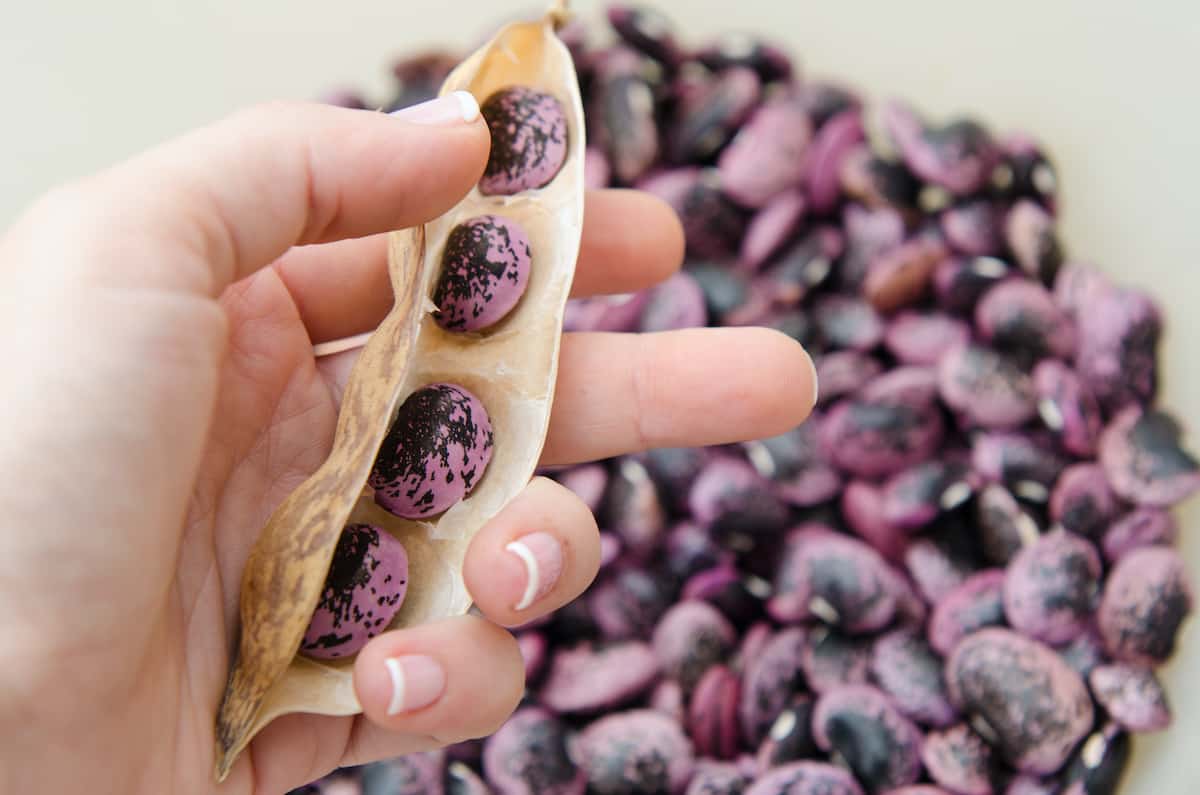 Scarlet Runner Pole Beans - Minneopa Orchards