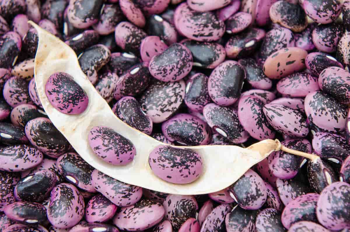 Scarlet Runner Pole Beans - Minneopa Orchards