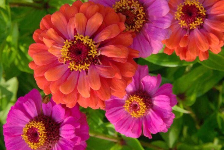 Are Zinnia Edible? - Minneopa Orchards