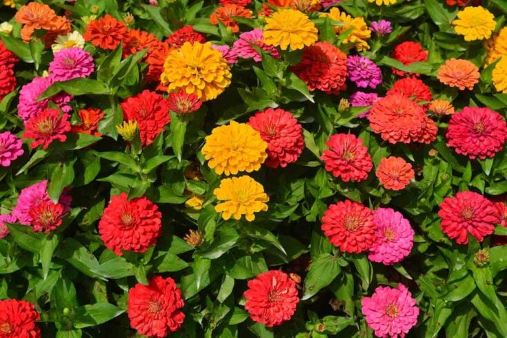 Are Zinnia Edible? - Minneopa Orchards