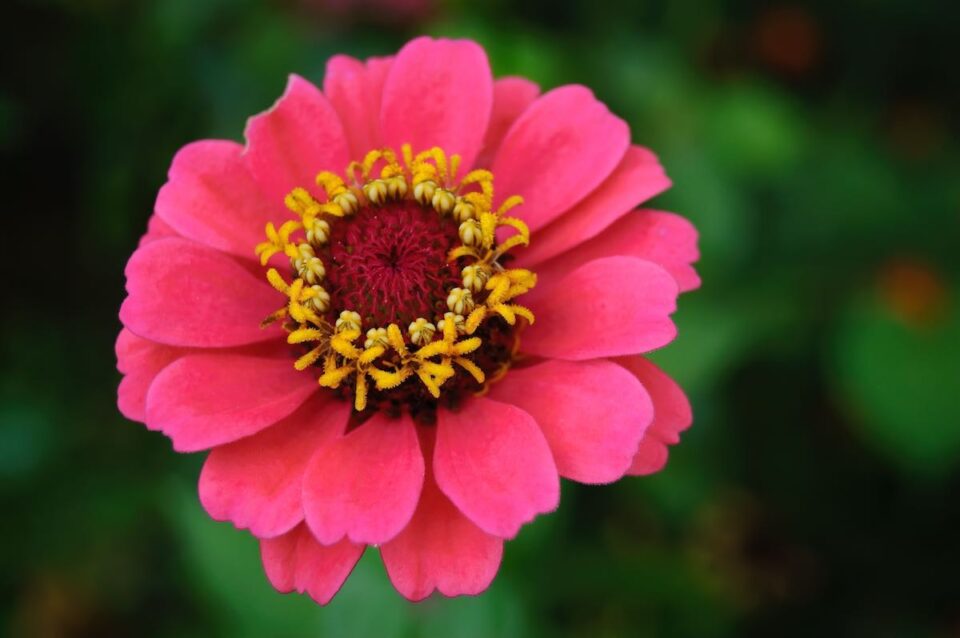 Are Zinnia Edible? - Minneopa Orchards