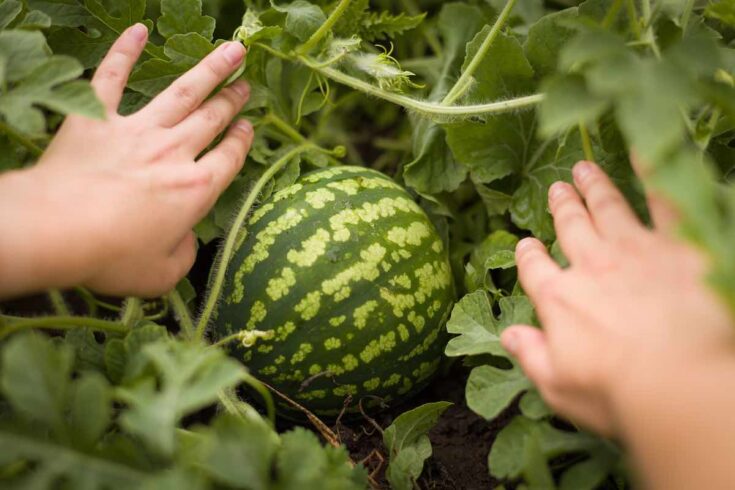 7 Picks for Best Fertilizer for Watermelons - Minneopa Orchards
