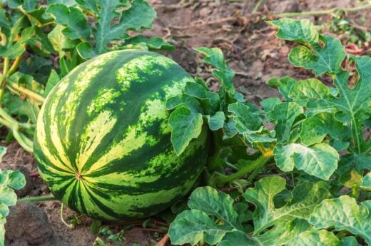 All About Icebox Watermelons - Minneopa Orchards