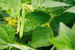 All About Roma II Beans - Minneopa Orchards