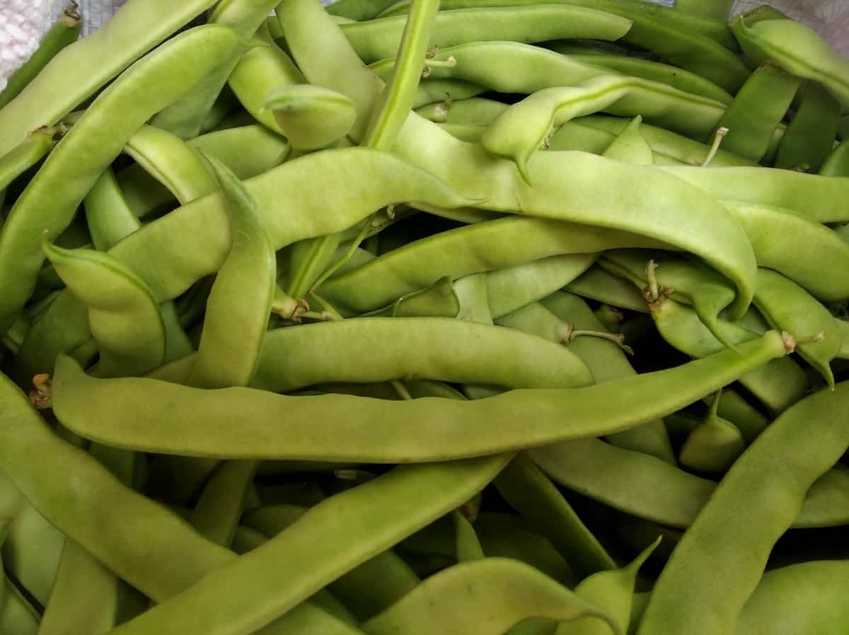 All About Roma II Beans - Minneopa Orchards