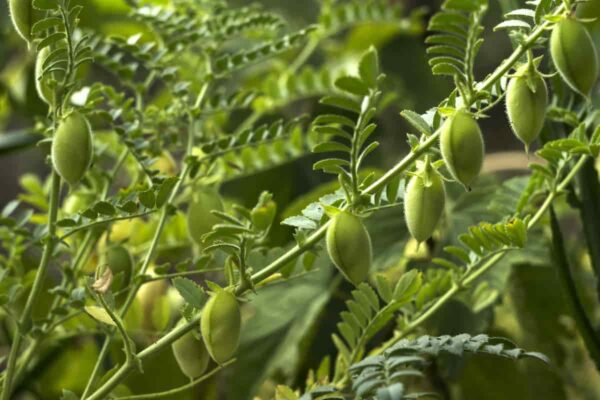 Black Garbanzo Beans - Minneopa Orchards