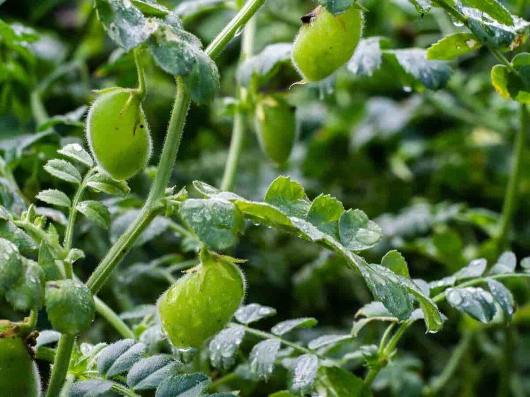 Black Garbanzo Beans - Minneopa Orchards