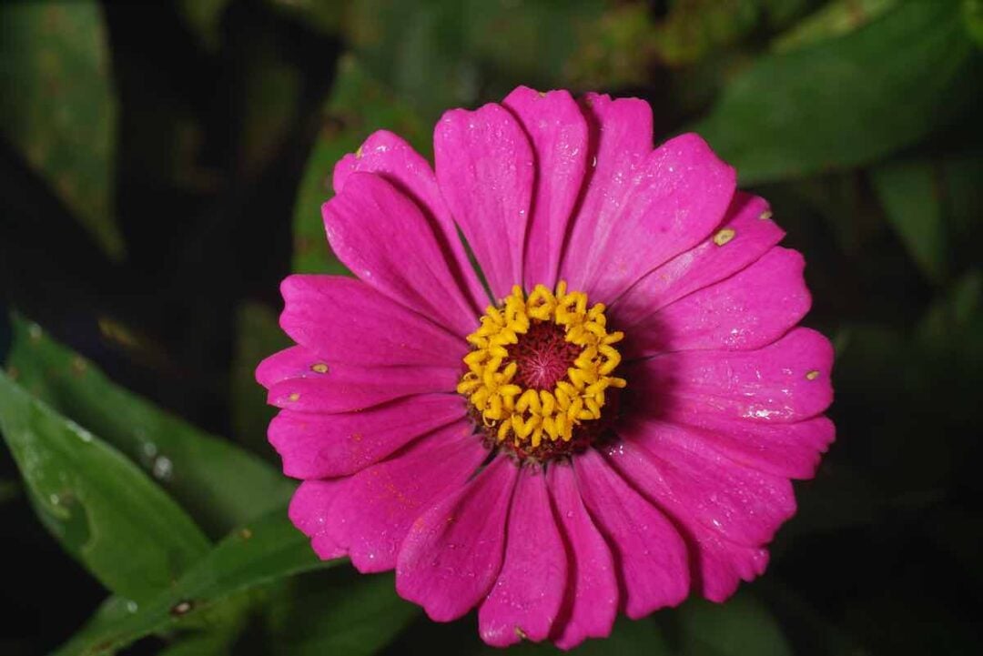 5 Fascinating California Giant Zinnia Facts - Minneopa Orchards