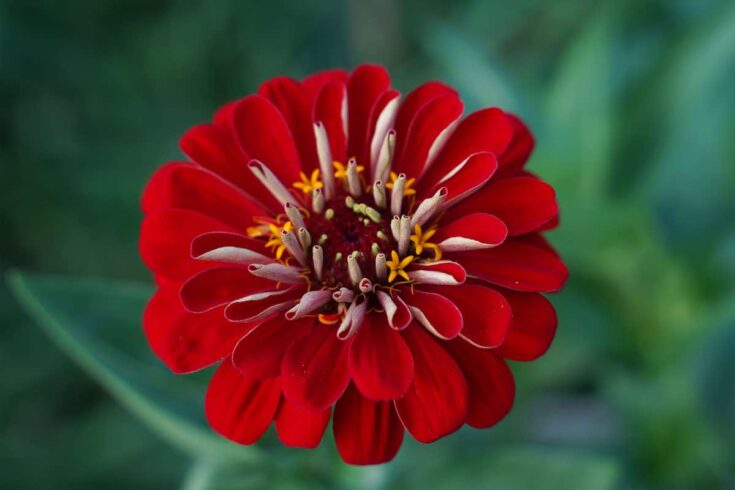 5 Fascinating California Giant Zinnia Facts - Minneopa Orchards