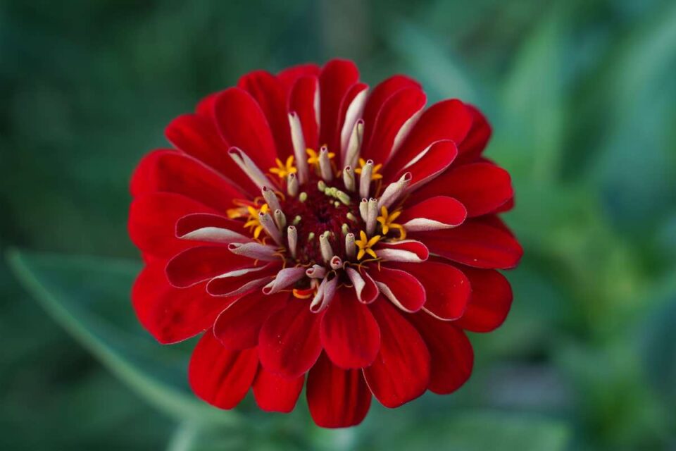 5 Fascinating California Giant Zinnia Facts - Minneopa Orchards