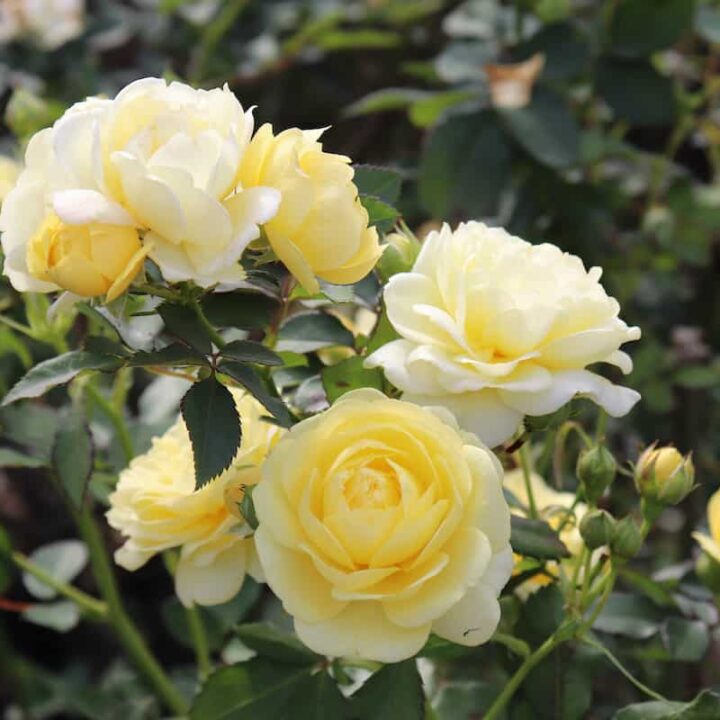 Flower Rose Varieties - Minneopa Orchards