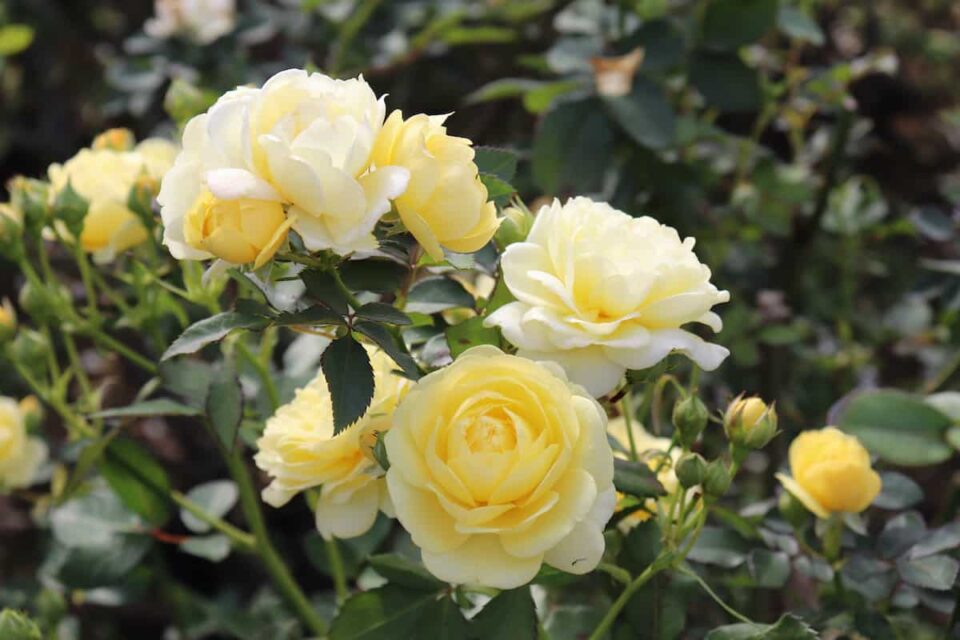 Roses - Minneopa Orchards