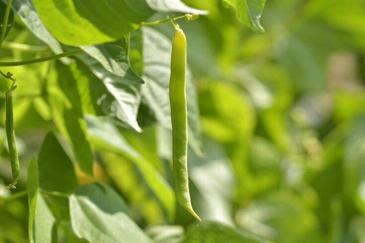The Topcrop Bush Bean - Minneopa Orchards