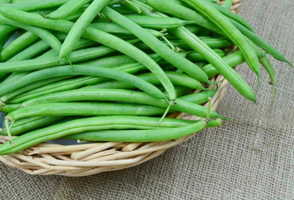 7 Kinds of Green Beans to Know About - Minneopa Orchards