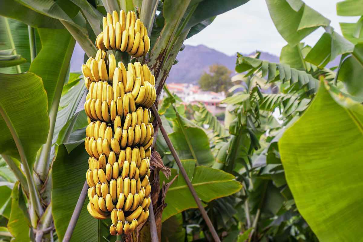 How to Harvest Bananas: 4 Important Things to Look For - Minneopa Orchards