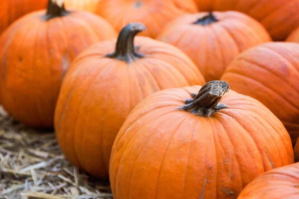 5 Useful Tips for Learning How to Harvest Pumpkins - Minneopa Orchards