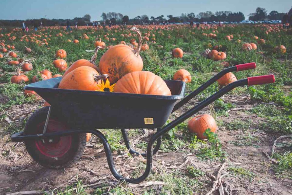 5 Useful Tips for Learning How to Harvest Pumpkins - Minneopa Orchards