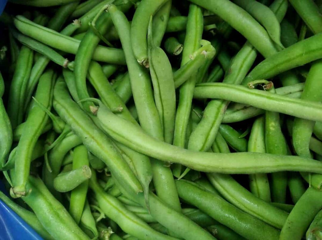 The Topcrop Bush Bean - Minneopa Orchards