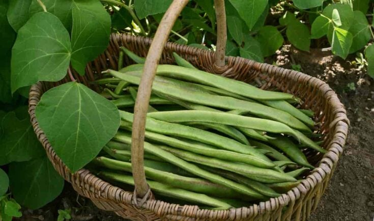 Scarlet Runner Pole Beans - Minneopa Orchards