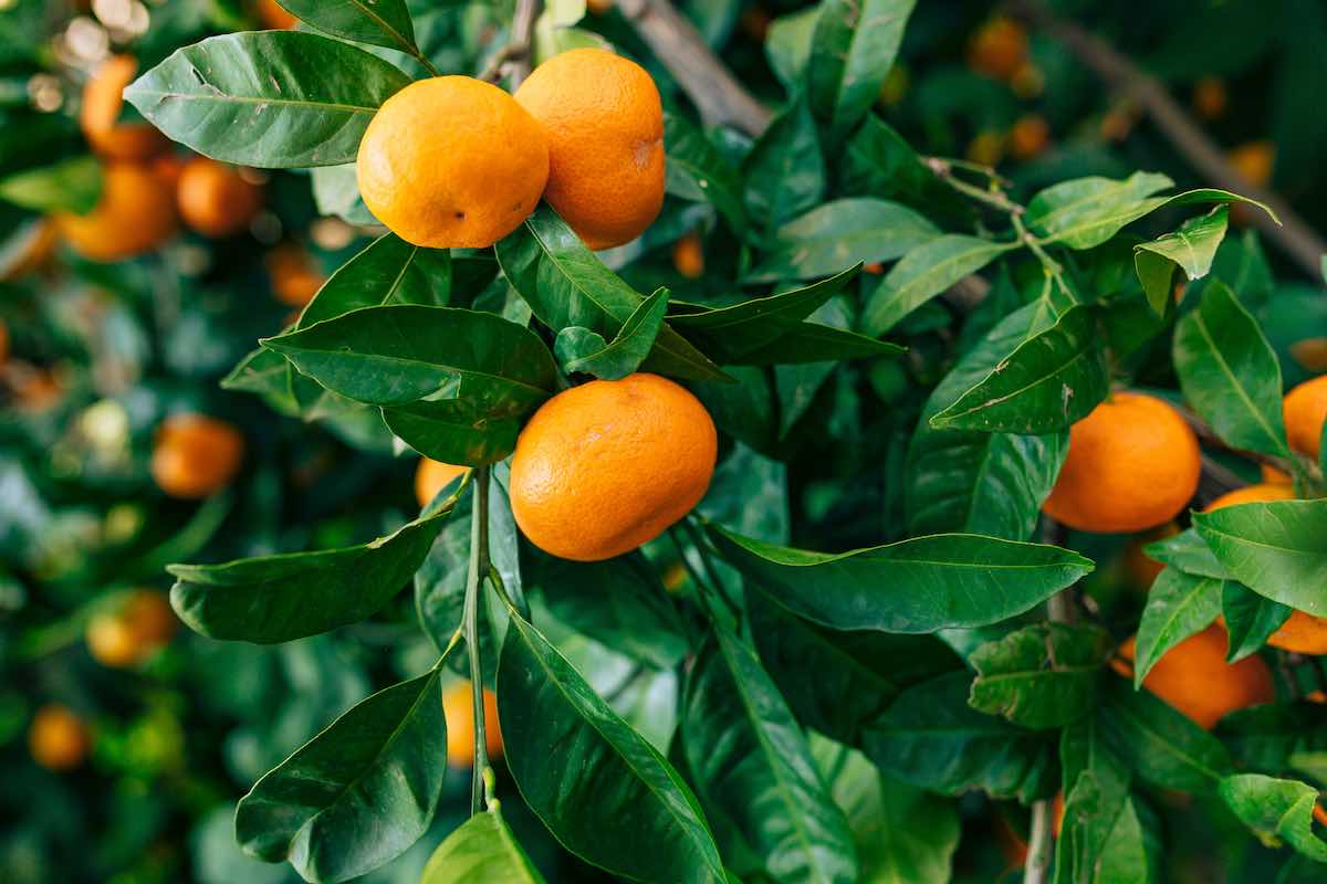 The Guide to Tangerine Tree Care - Minneopa Orchards