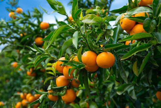 The Complete Orange Tree Care Guide - Minneopa Orchards