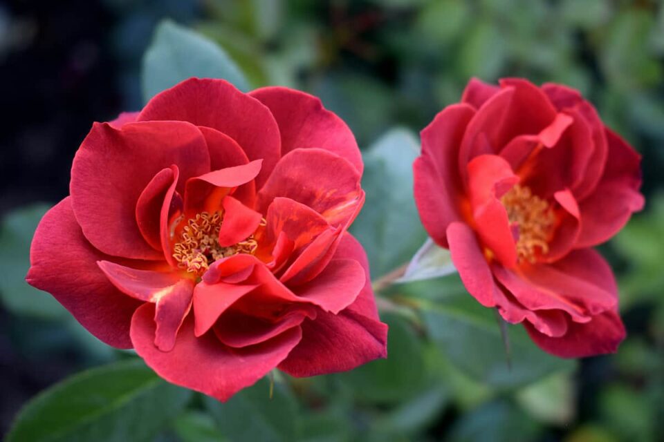 Floribunda Roses - Minneopa Orchards