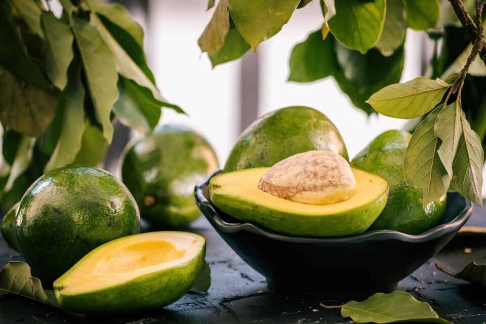 How Big Does an Avocado Tree Get? - Minneopa Orchards