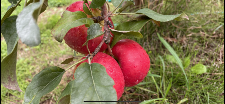 Best 23 Apple Orchards In Minnesota To Visit This Fall - Minneopa Orchards