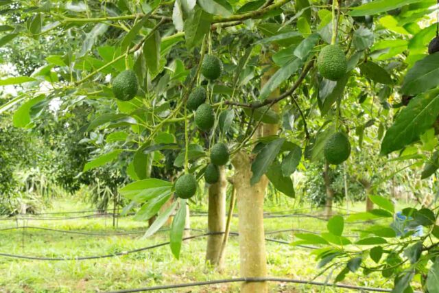 How Big Does an Avocado Tree Get? - Minneopa Orchards