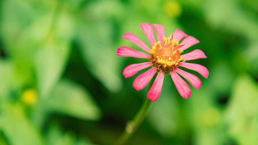 3 Important Facts About The Lilliput Zinnia - Minneopa Orchards