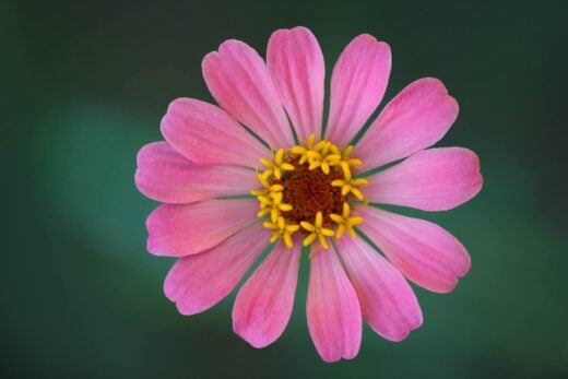 3 Important Facts About The Lilliput Zinnia - Minneopa Orchards