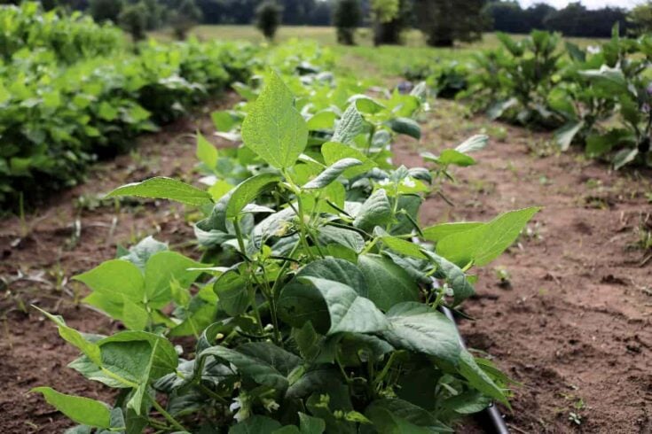 7 Kinds of Lima Beans to Know About - Minneopa Orchards