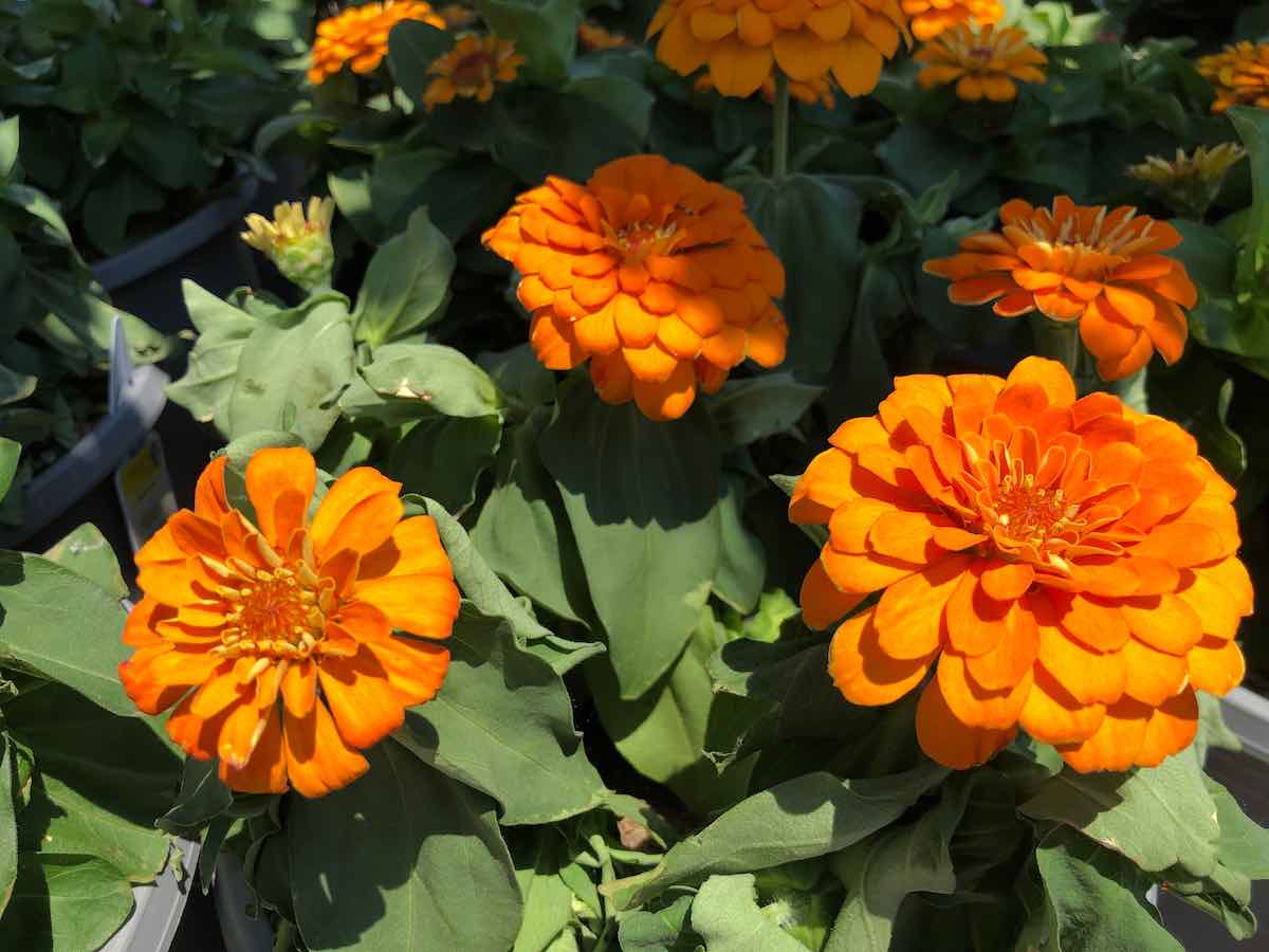 5 Important Facts About The Magellan Zinnia - Minneopa Orchards