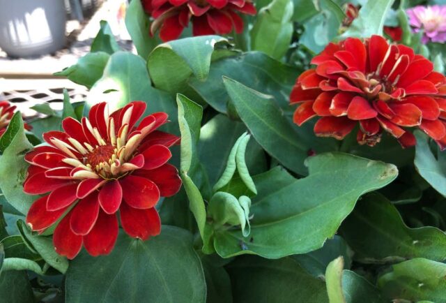5 Important Facts About The Magellan Zinnia - Minneopa Orchards
