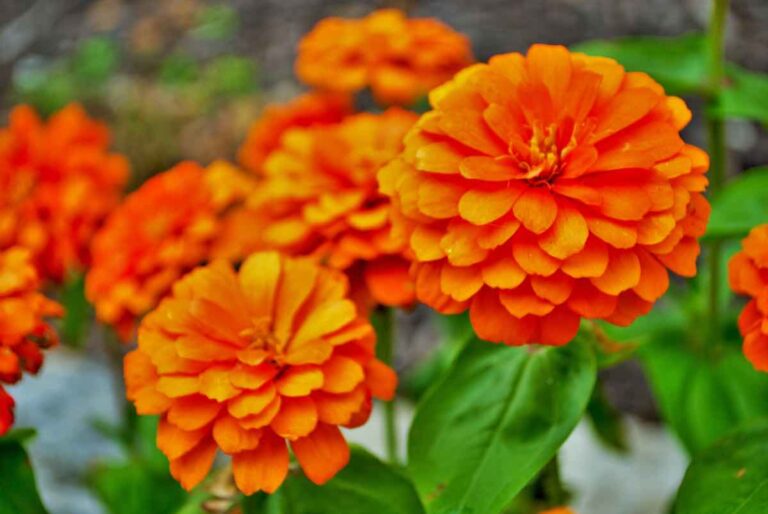 5 Important Facts About The Magellan Zinnia - Minneopa Orchards