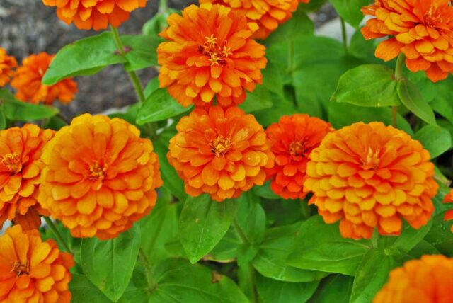 5 Important Facts About The Magellan Zinnia - Minneopa Orchards