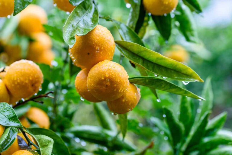 6 Interesting Facts About The Owari Satsuma Mandarin - Minneopa Orchards
