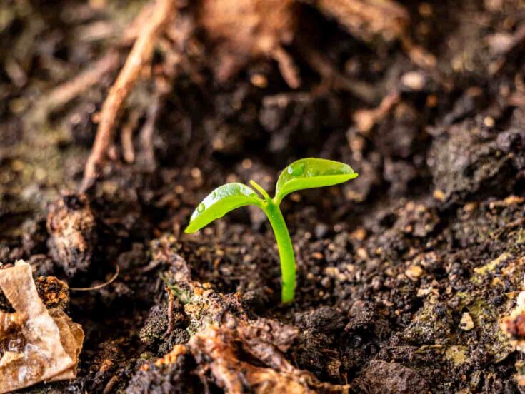 How to Plant a Peach Seed That Actually Grows - Minneopa Orchards