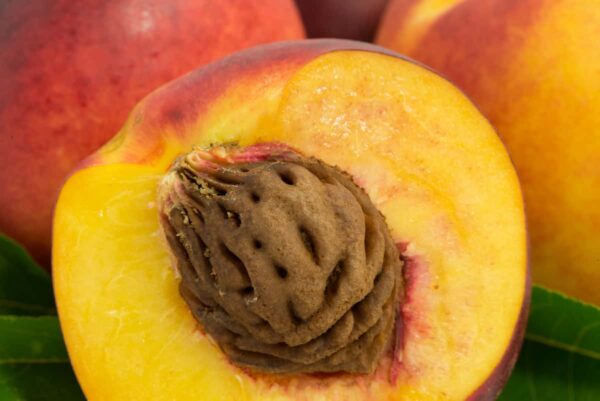 How to Plant a Peach Seed That Actually Grows - Minneopa Orchards