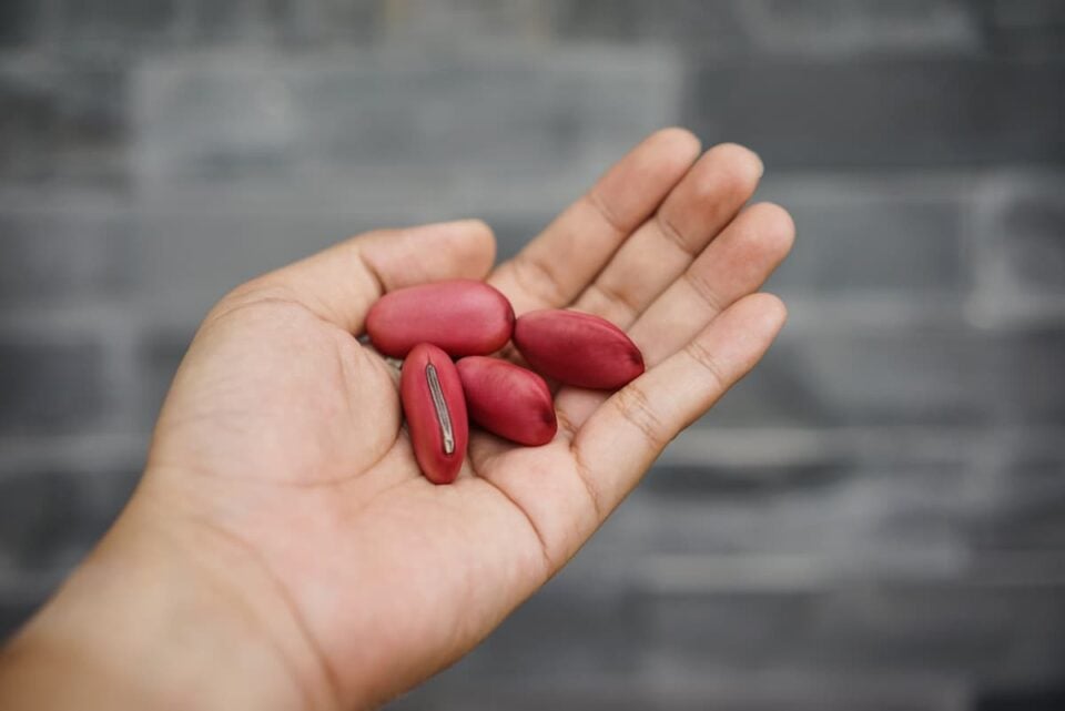 All About Sword Beans - Minneopa Orchards